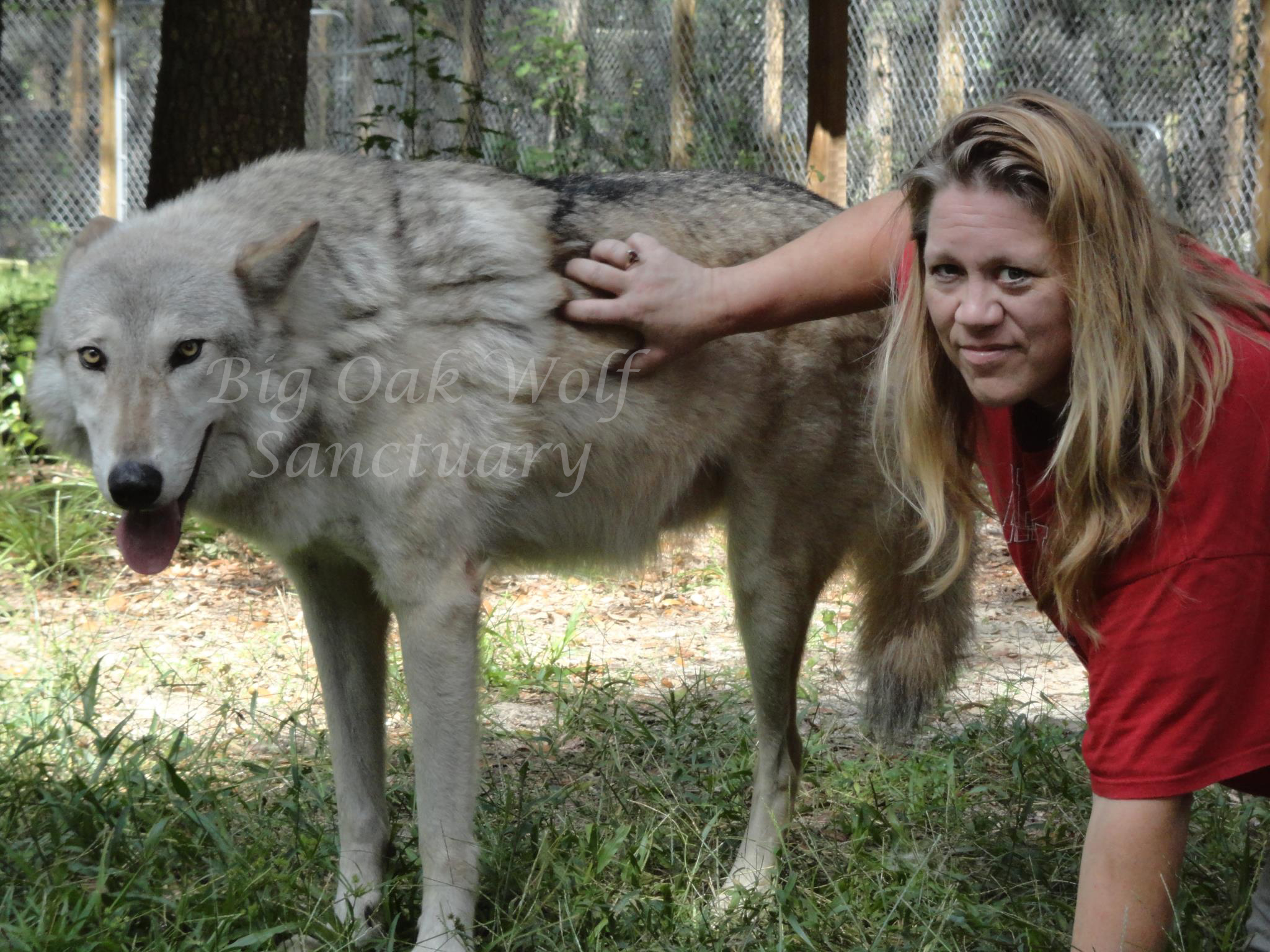 Deborah Costa | Big Oak Wolf Sanctuary